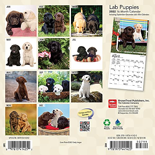 Lab Puppies 2022 7 x 7 Inch Monthly Mini Wall Calendar, Animals Dog Breeds Puppy DogDays