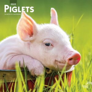 piglets 2022 12 x 12 inch monthly square wall calendar, domestic pet baby farm animals