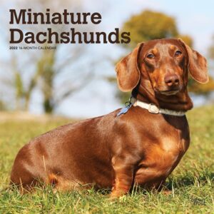 miniature dachshunds 2022 12 x 12 inch monthly square wall calendar, animals small dog breeds dogdays