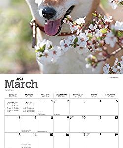 Shiba Inu 2022 12 x 12 Inch Monthly Square Wall Calendar, Animals Asian Dog Breeds DogDays