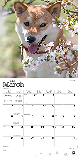 Shiba Inu 2022 12 x 12 Inch Monthly Square Wall Calendar, Animals Asian Dog Breeds DogDays