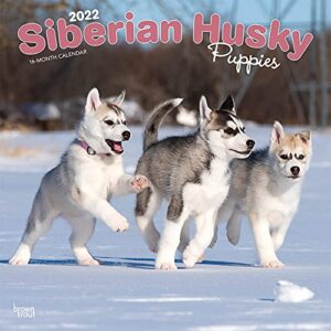 siberian husky puppies 2022 12 x 12 inch monthly square wall calendar, animal dog breeds dogdays