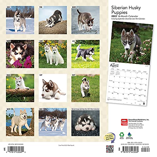 Siberian Husky Puppies 2022 12 x 12 Inch Monthly Square Wall Calendar, Animal Dog Breeds DogDays