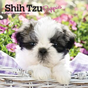 shih tzu puppies 2022 7 x 7 inch monthly mini wall calendar, animal small dog breed puppy dogdays