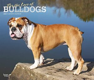 for the love of bulldogs 2022 14 x 12 inch monthly deluxe wall calendar with foil stamped cover, animal dog breeds dogdays