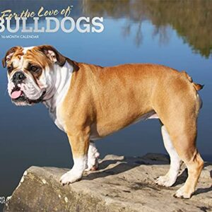 For the Love of Bulldogs 2022 14 x 12 Inch Monthly Deluxe Wall Calendar with Foil Stamped Cover, Animal Dog Breeds DogDays