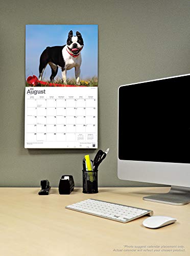 For the Love of Bulldogs 2022 14 x 12 Inch Monthly Deluxe Wall Calendar with Foil Stamped Cover, Animal Dog Breeds DogDays