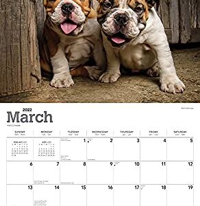 For the Love of Bulldogs 2022 14 x 12 Inch Monthly Deluxe Wall Calendar with Foil Stamped Cover, Animal Dog Breeds DogDays