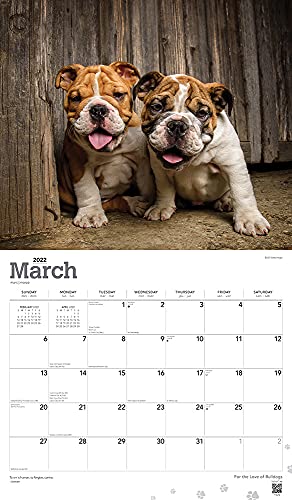 For the Love of Bulldogs 2022 14 x 12 Inch Monthly Deluxe Wall Calendar with Foil Stamped Cover, Animal Dog Breeds DogDays