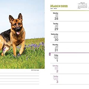 German Shepherds 2022 6 x 7.75 Inch Spiral-Bound Wire-O Weekly Engagement Planner Calendar | New Full-Color Image Every Week | Animals Dog Breeds Pets