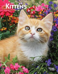 kittens 2022 6 x 7.75 inch spiral-bound wire-o weekly engagement planner calendar | new full-color image every week | animals cats pets