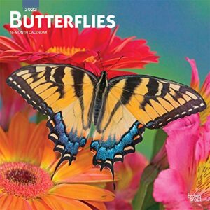 butterflies 2022 12 x 12 inch monthly square wall calendar, wildlife animals wings