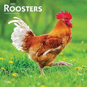 roosters | 2023 12 x 24 inch monthly square wall calendar | browntrout | domestic farm barn animals