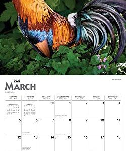 Roosters | 2023 12 x 24 Inch Monthly Square Wall Calendar | BrownTrout | Domestic Farm Barn Animals