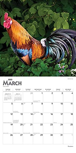 Roosters | 2023 12 x 24 Inch Monthly Square Wall Calendar | BrownTrout | Domestic Farm Barn Animals