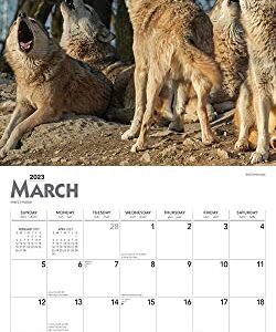 Wolves | 2023 12 x 24 Inch Monthly Square Wall Calendar | Foil Stamped Cover | BrownTrout | Wildlife Animals