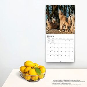 Wolves | 2023 12 x 24 Inch Monthly Square Wall Calendar | Foil Stamped Cover | BrownTrout | Wildlife Animals