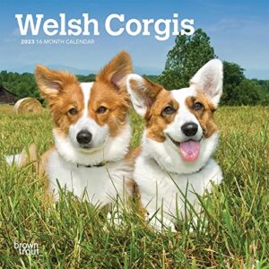 welsh corgis | 2023 7 x 14 inch monthly mini wall calendar | browntrout | animals dog breeds dogdays