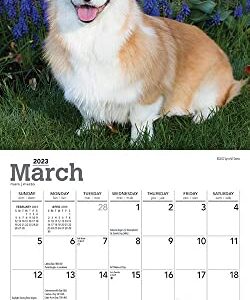 Welsh Corgis | 2023 7 x 14 Inch Monthly Mini Wall Calendar | BrownTrout | Animals Dog Breeds DogDays