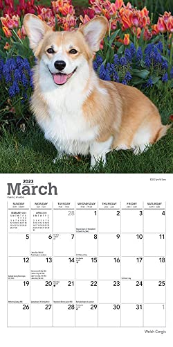 Welsh Corgis | 2023 7 x 14 Inch Monthly Mini Wall Calendar | BrownTrout | Animals Dog Breeds DogDays