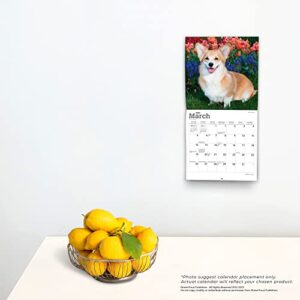 Welsh Corgis | 2023 7 x 14 Inch Monthly Mini Wall Calendar | BrownTrout | Animals Dog Breeds DogDays