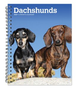 dachshunds 2021 calendar