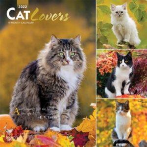 cat lovers 2022 12 x 12 inch monthly square wall calendar with foil stamped cover, animals domestic kittens feline