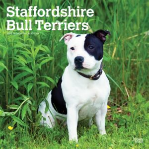 staffordshire bull terriers 2022 12 x 12 inch monthly square wall calendar, animals dog breeds dogdays