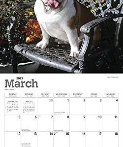 Bulldogs | 2023 12 x 24 Inch Monthly Square Wall Calendar | Foil Stamped Cover | BrownTrout | Animals Dog Breeds DogDays