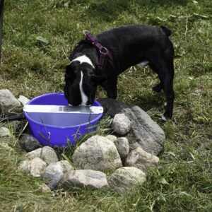 Pet Lodge® Automatic Pet Waterer | Dog Watering System | Attaches to Hose | No Overflow System | Plastic | 5 Quart