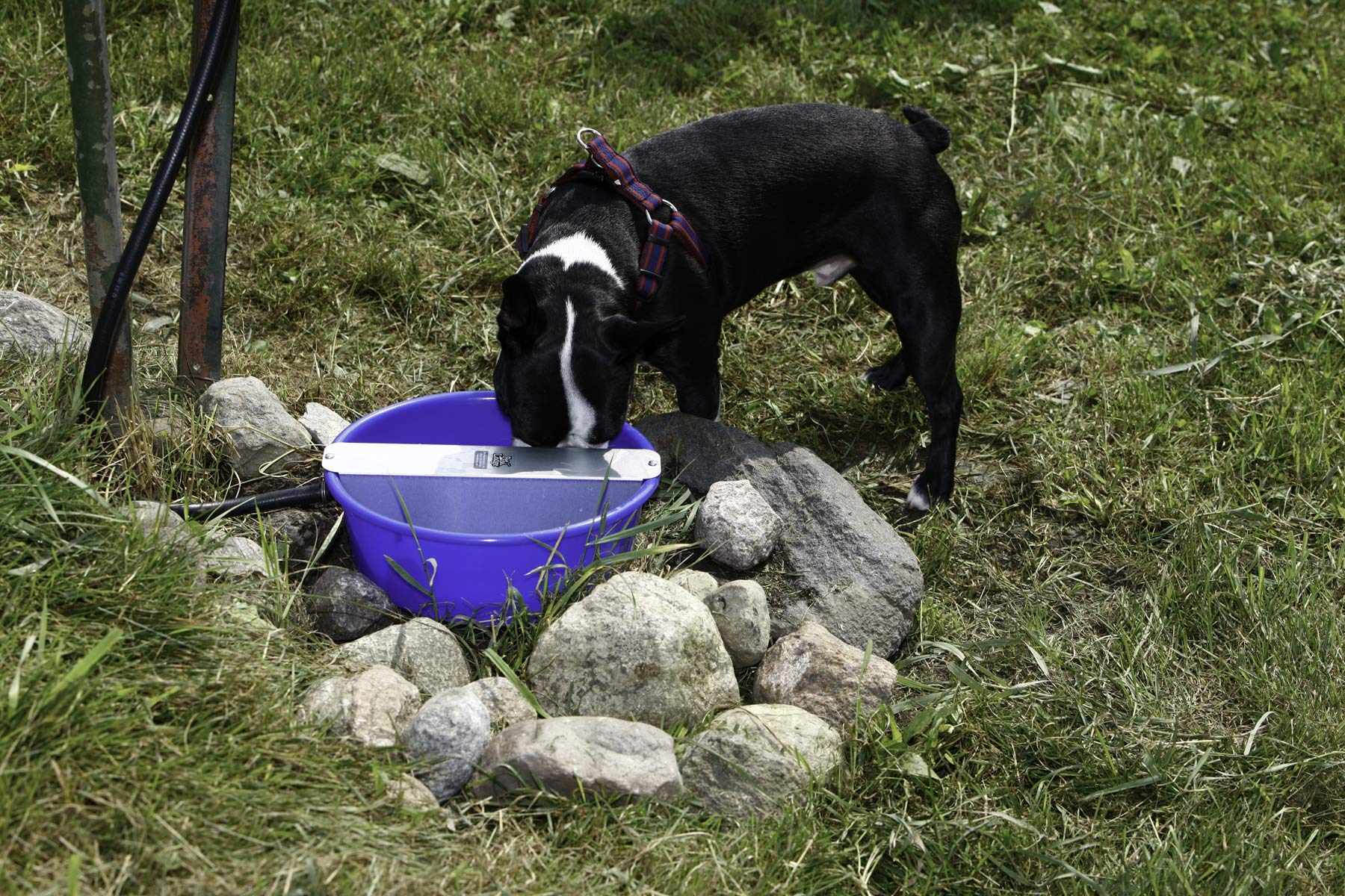 Pet Lodge® Automatic Pet Waterer | Dog Watering System | Attaches to Hose | No Overflow System | Plastic | 5 Quart