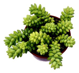 burrito burros tail - 3" pot - easy to grow - sedum burrito