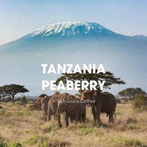 Tanzania Peaberry Coffee, Mount Kilimanjaro, Whole Bean, Fresh Roasted, 16-ounce