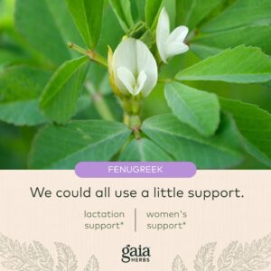 Gaia Herbs Fenugreek Seed - Helps Support Healthy Lactation and Breast Milk Production* - Made with Organic Fenugreek Seeds - 60 Vegan Liquid Phyto-Capsules (Up to 15-Day Supply)