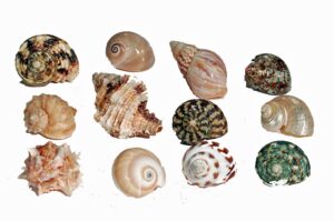 florida marine research sfm34331 12-pack hermit crab shell, medium