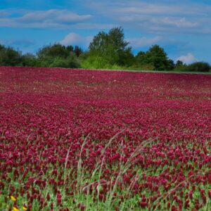 outsidepride crimson clover seeds - 10 lbs. annual, nitrocoated, & inoculated ground cover seeds, ideal clover seed for lawn, cover crop, pasture, hay, green manure & wildlife forage