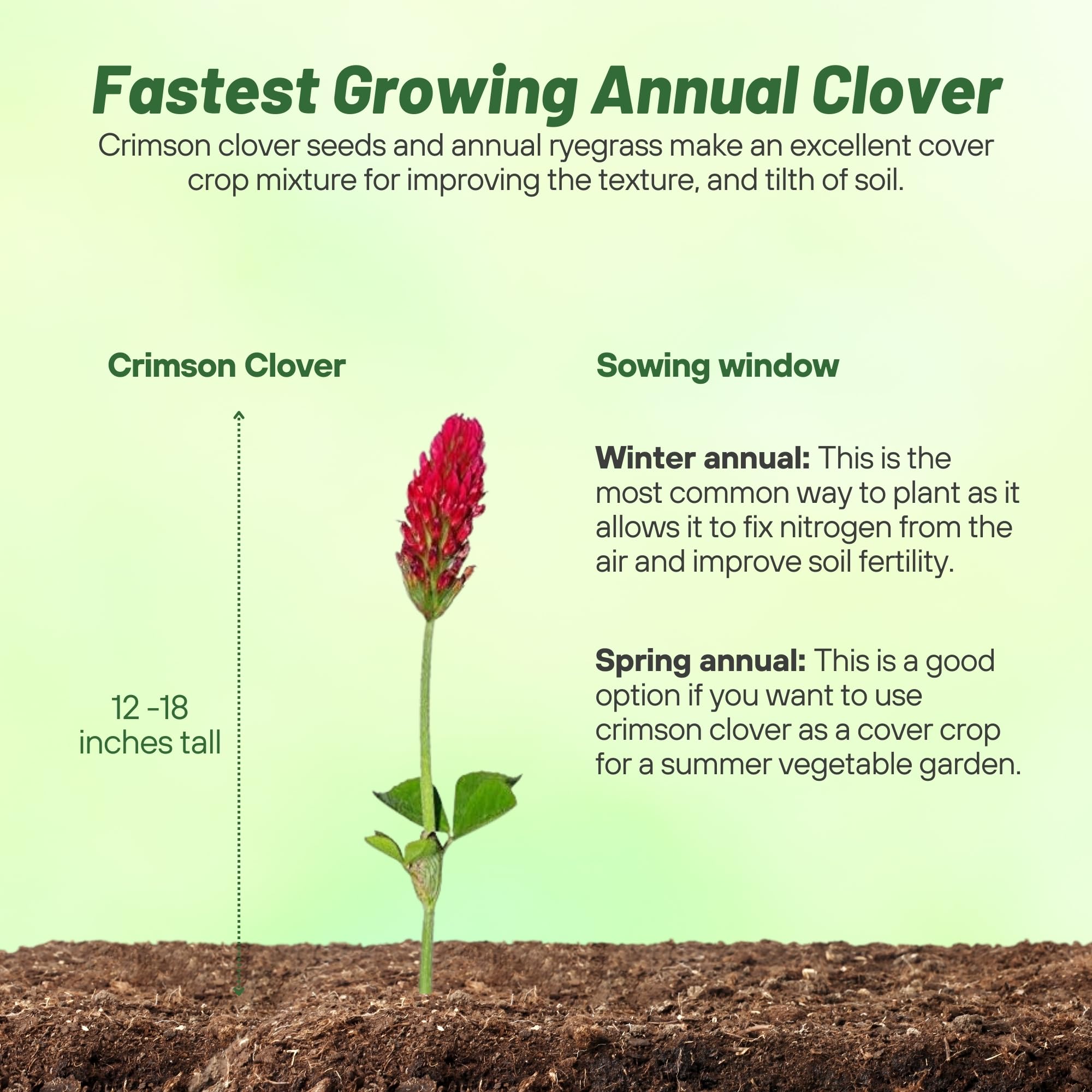 Outsidepride Crimson Clover Seeds - 10 lbs. Annual, Nitrocoated, & Inoculated Ground Cover Seeds, Ideal Clover Seed for Lawn, Cover Crop, Pasture, Hay, Green Manure & Wildlife Forage