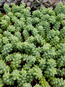 sedum hybrid 'burrito' 3.5"