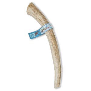 prairie dog antlers | north american whole elk antler | large | naturally shed | hand harvested | nutrient rich | 8-9.5 inches long