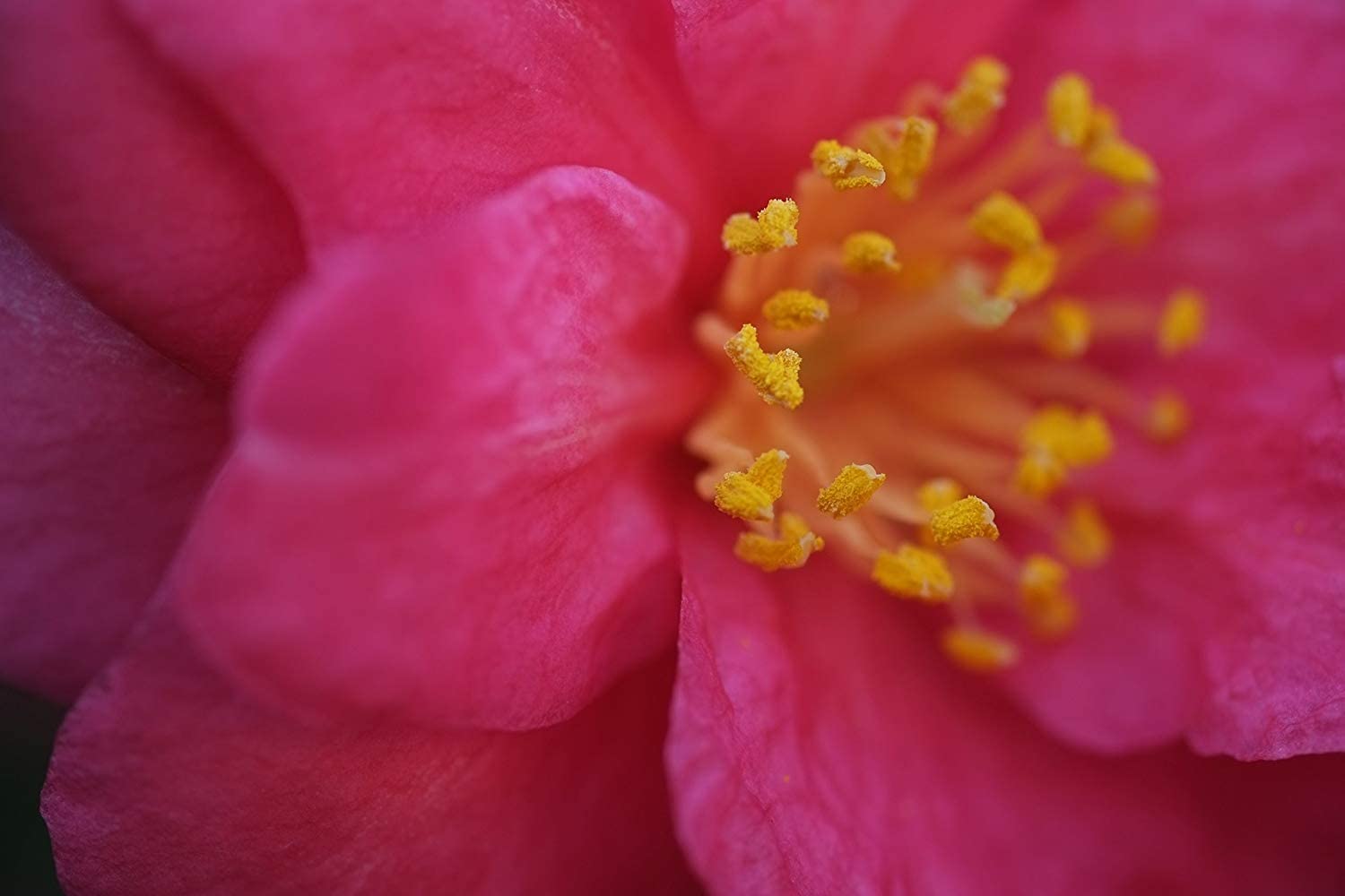 Fujifilm Fujinon XF60mmF2.4 R Macro