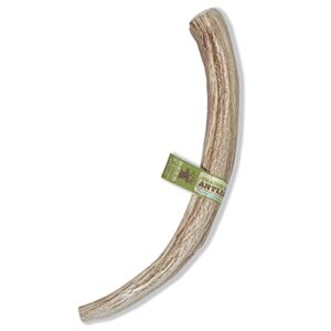 prairie dog | deer antler chew | naturally shed - hand harvested in north america | x-large | 8-9"