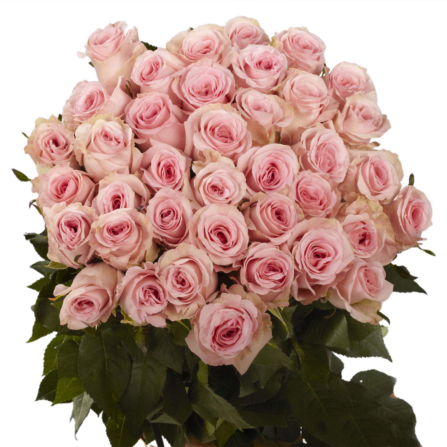 100 Pink Roses - Fresh Flowers