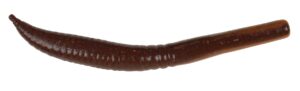 berkley gulp! killer crawler , nightcrawler , 3-inch