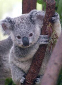 conversationprints koala glossy poster picture photo bear trees marsupial australia joey animal