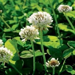 5lbs white dutch clover