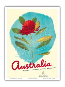 australia - red waratah (telopea) flower - new south wales (nsw) state emblem - vintage travel poster by gert sellheim c.1935 - master art print (unframed) 9in x 12in