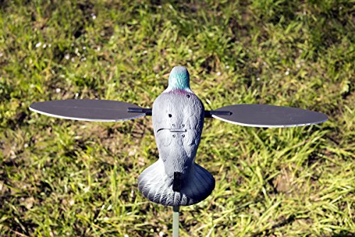 MOJO Outdoors Pigeon Decoy, Small 51-55cm,Multi,One Size,HW2410