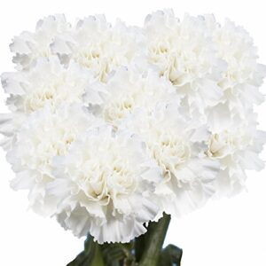 White Carnations- 100 Flower Delivery