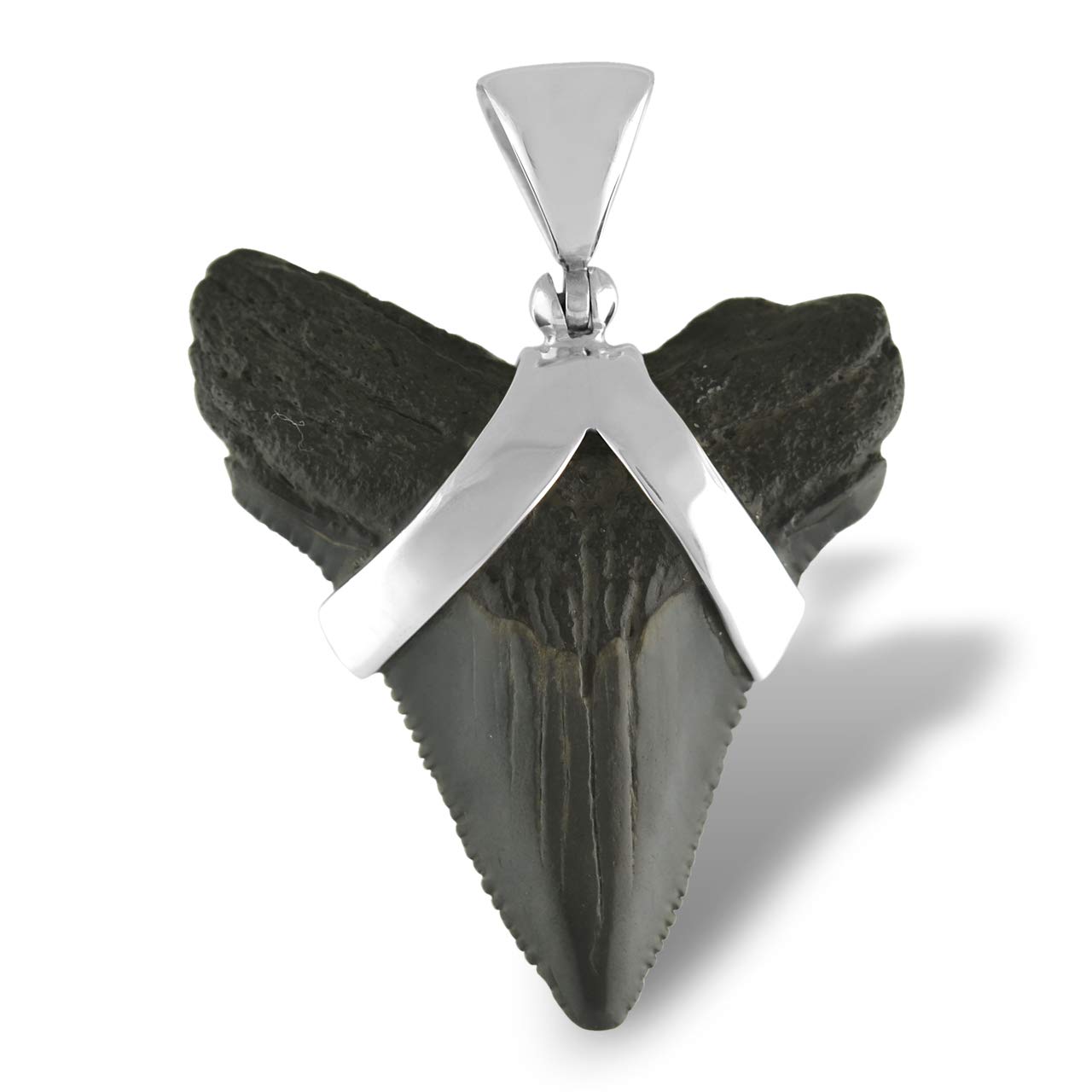 Starborn Fossil Shark Tooth Pendant in Sterling Silver - MD