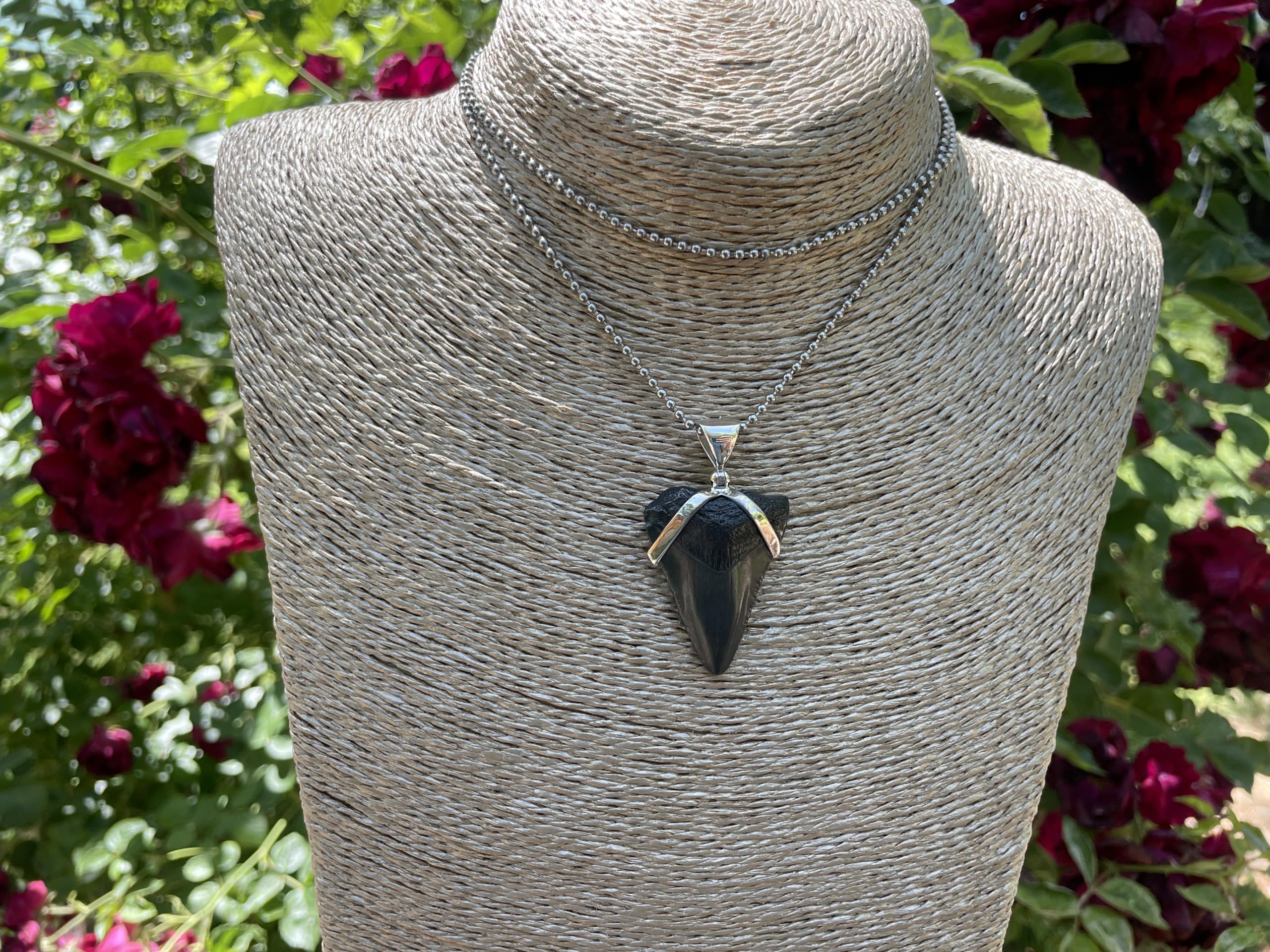 Starborn Fossil Shark Tooth Pendant in Sterling Silver - MD